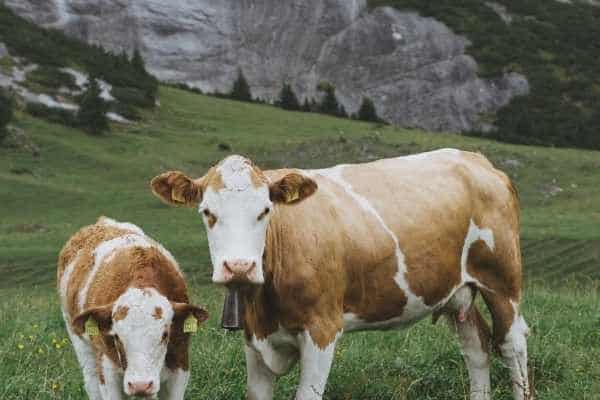 Six Breeds Of Dairy Cows And Where To Find Them | Dairy Farming Hut