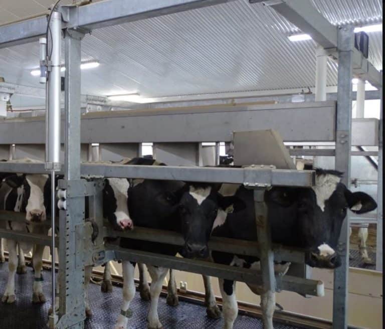 7 Types of Milking Parlors | Best for Dairy Farms