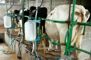 7 Types of Milking Parlors | Best for Dairy Farms