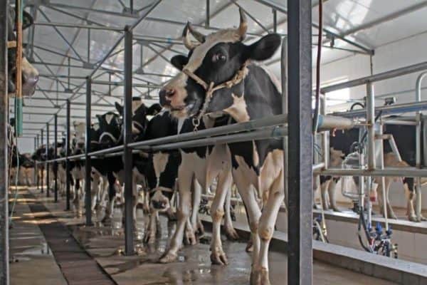7 Types of Milking Parlors | Best for Dairy Farms