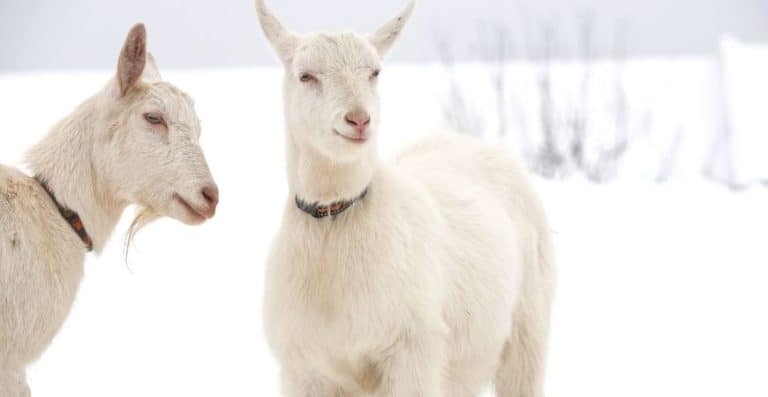 Can Goats Withstand Cold Weather? Important Things You Need to Consider