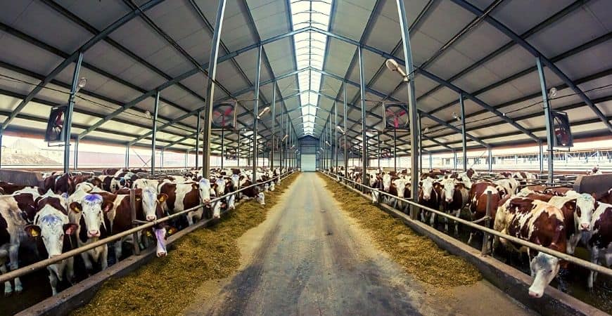 How to Design a Cowshed: The Complete Guide