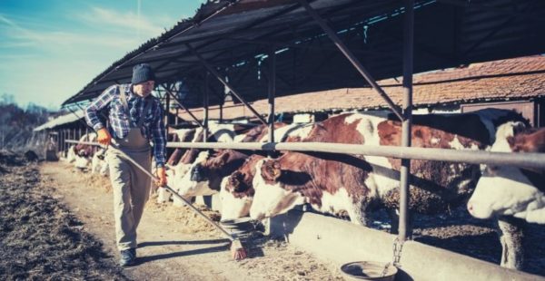 Why Does Dairy Farming Remain Labor Intensive (Important Consideration)