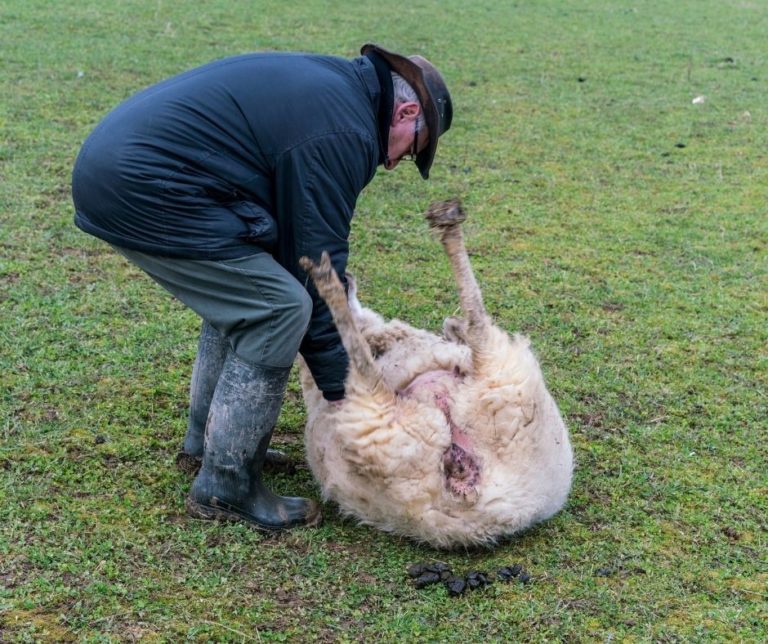 What Happens If a Dairy Sheep Falls on Its Back?