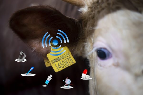 Cow Smart Tags (Are They Worth It?)