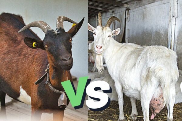 Alpine Goats Vs. Saanen Goats (Key Differences)