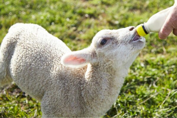 Milk or No Milk: How Long Can Lambs Sustain Themselves?