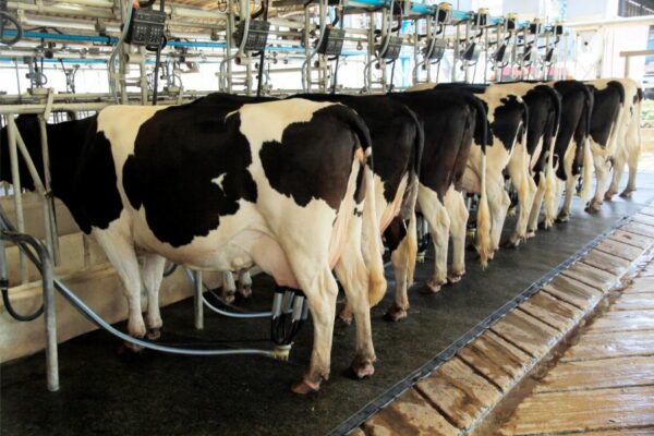 How Many Cows Do You Need to Start A Successful Dairy Farm?