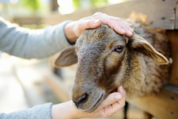 The Sweet Spot: Discover Where Sheep Love To Be Rubbed!