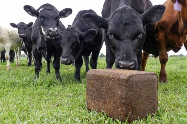 How to Make Cattle Feed Blocks? (Complete Guide for Farmers)