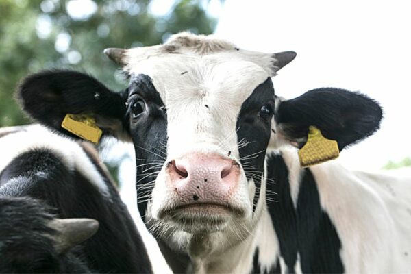 Fly Tags on Cattle: How Long Do They Really Last?