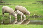 Sheep vs. Lamb: What’s the Real Difference?