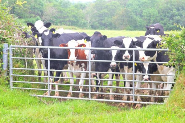 From Padlocks to Smart Locks: 8 Types of Locks for Your Dairy Farm
