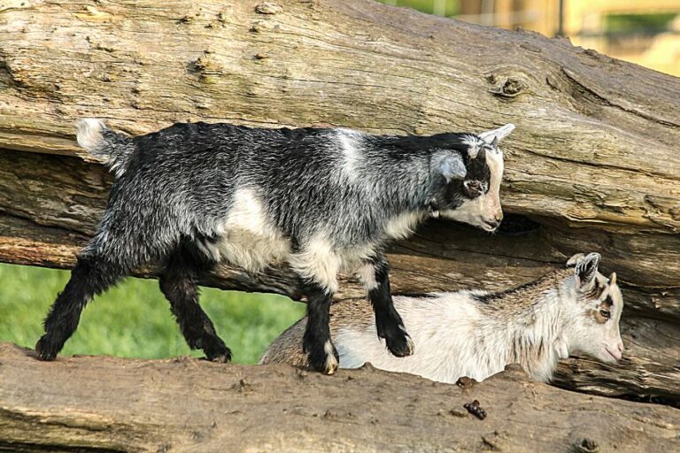 From Kid to Grown-Up: The Time it Takes for Goats to Mature