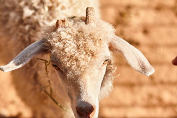 What Steps Should You Take If Your Dairy Sheep Breaks The Horn?