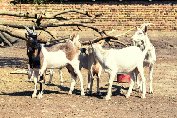 When Do Dairy Goats Go Into Heat? A Complete Guide