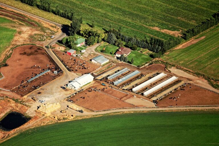 Top 5 Dairy Farms in the US: Leaders in Milk Production and ...